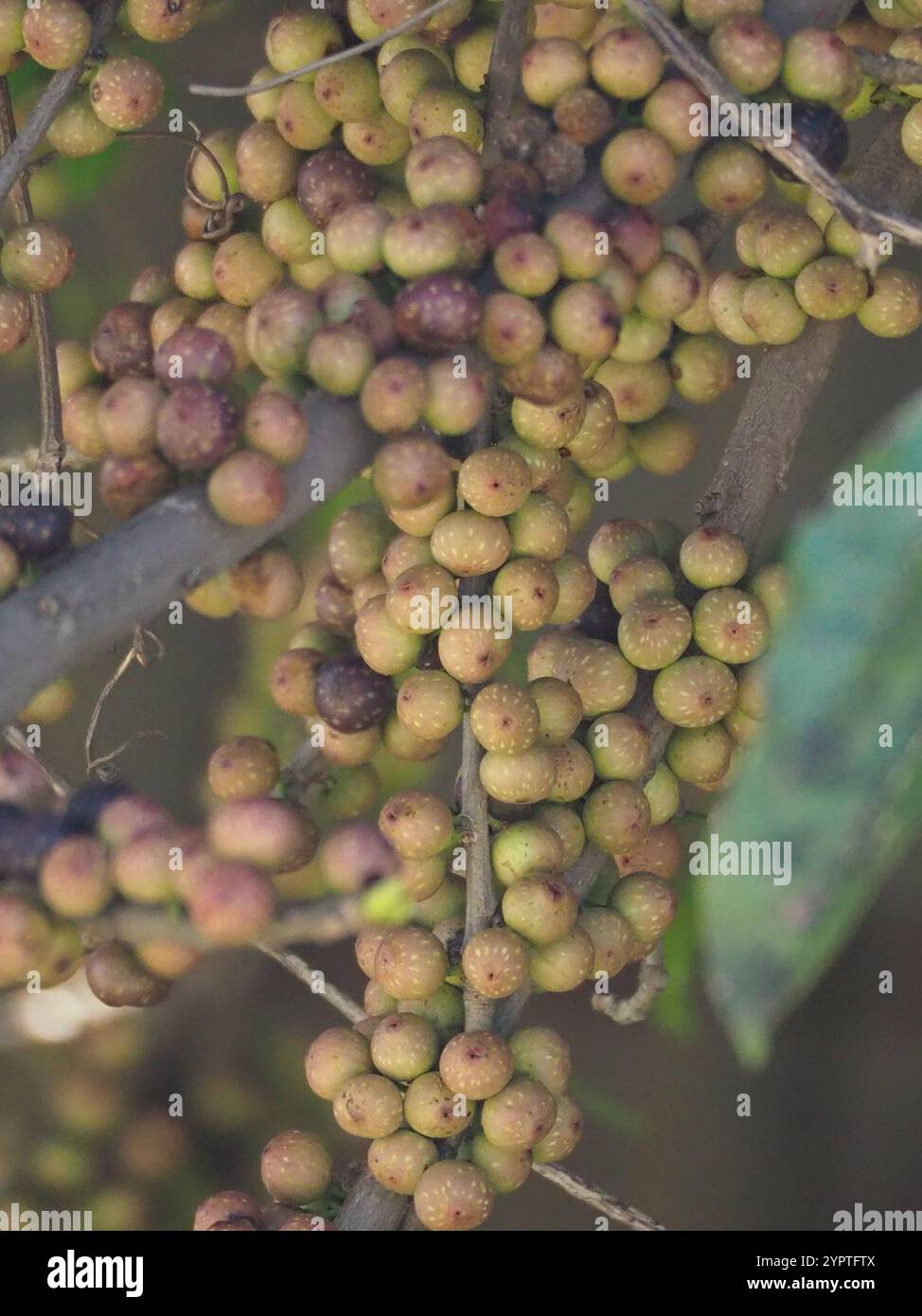 Japanese Superb Fig (Ficus subpisocarpa Stock Photo - Alamy
