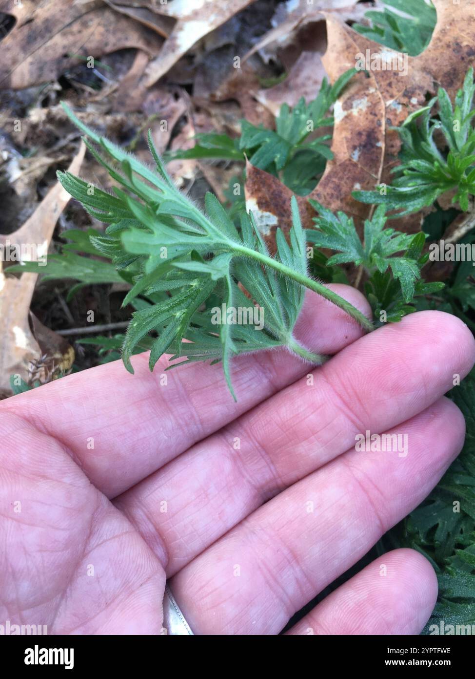 meadow buttercup (Ranunculus acris Stock Photo - Alamy