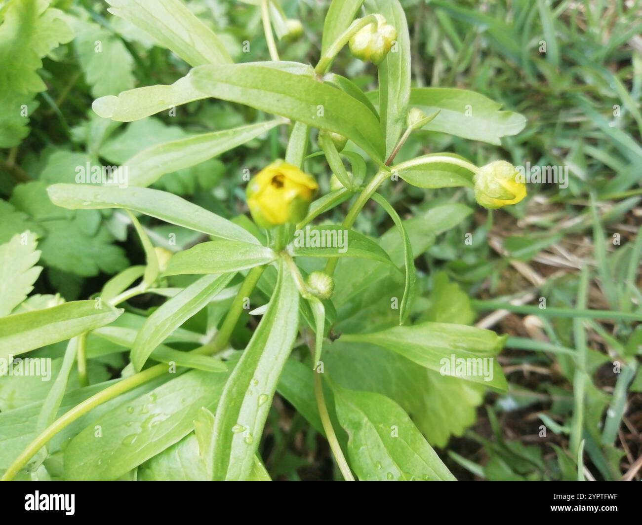 One-leaf buttercup (Ranunculus monophyllus Stock Photo - Alamy