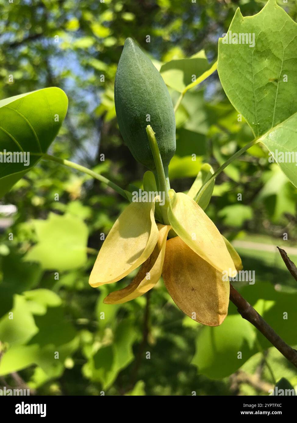 tulip tree (Liriodendron tulipifera Stock Photo - Alamy