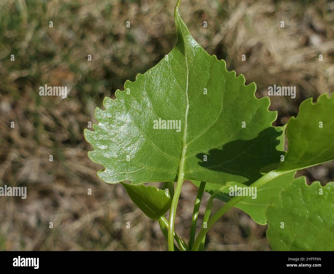 Eastern Cottonwood (Populus deltoides Stock Photo - Alamy