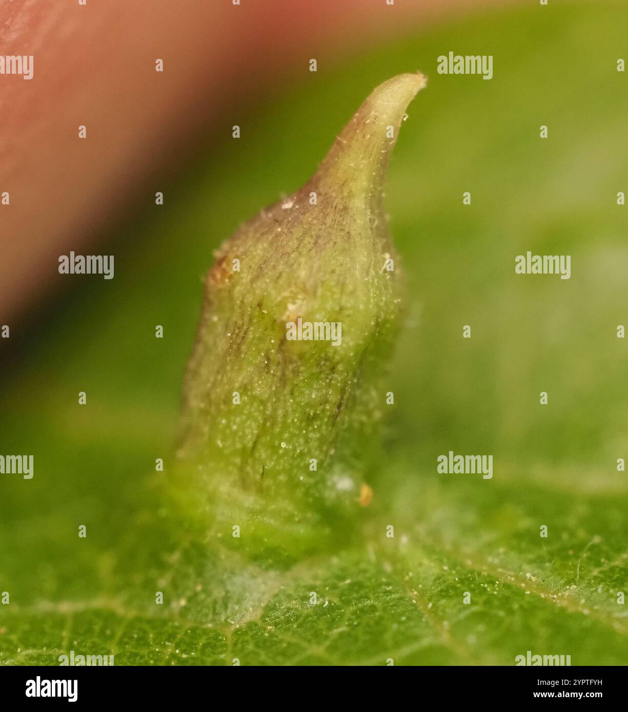 Hackberry Columnar Stem Gall Midge (Celticecis ramicola Stock Photo - Alamy