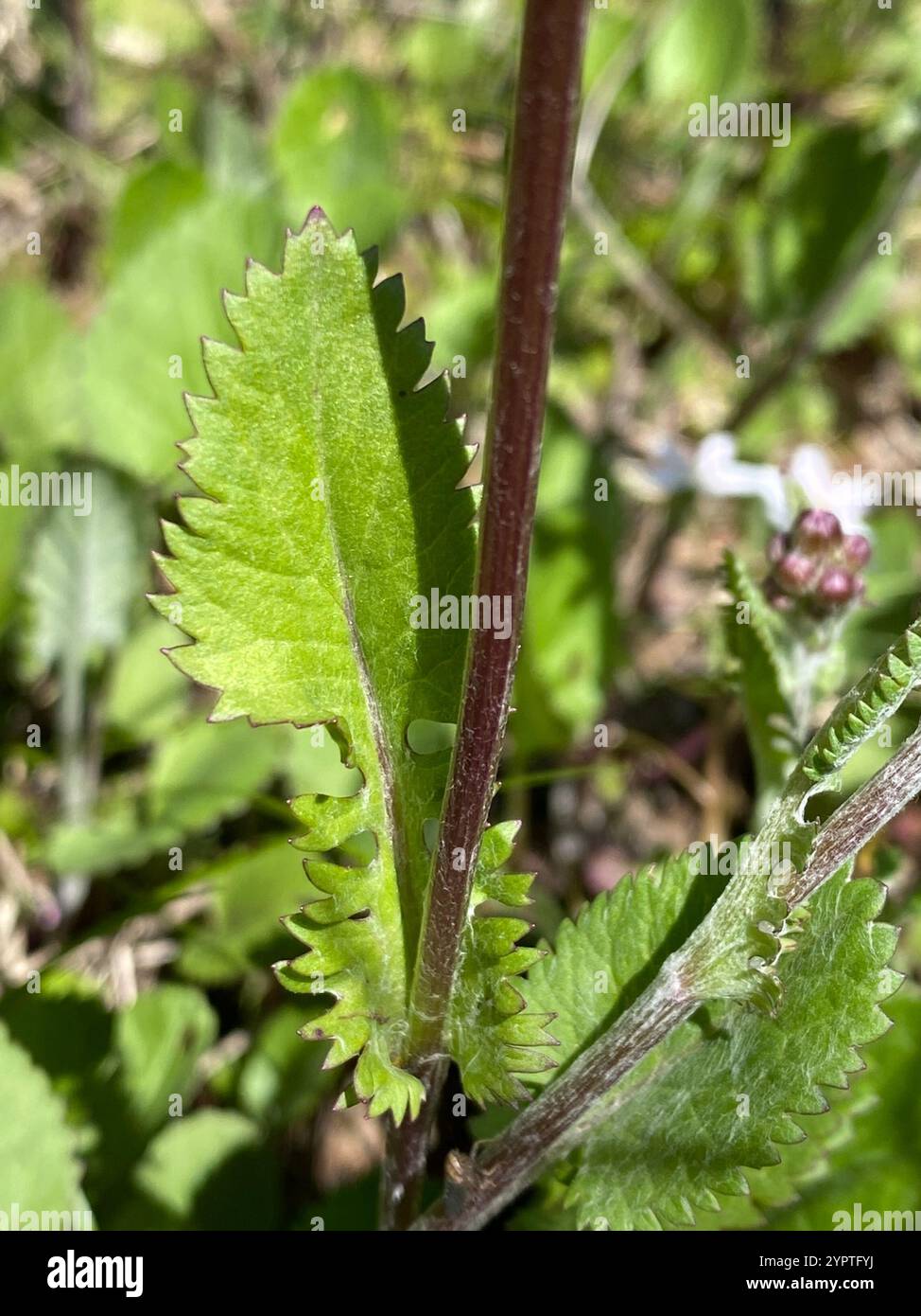 roundleaf ragwort (Packera obovata Stock Photo - Alamy