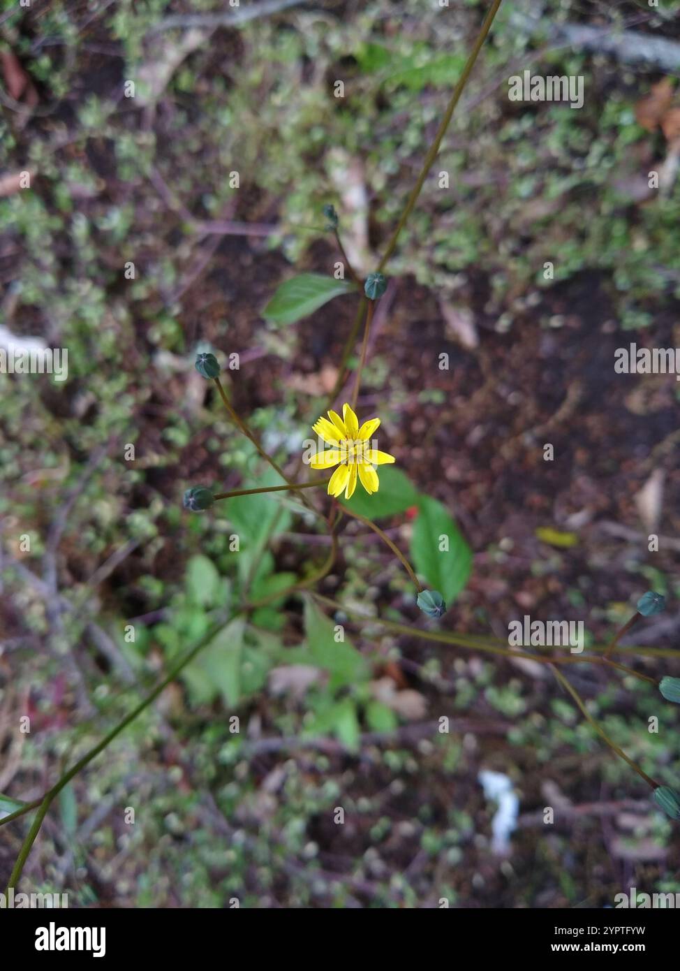 nipplewort (Lapsana communis Stock Photo - Alamy