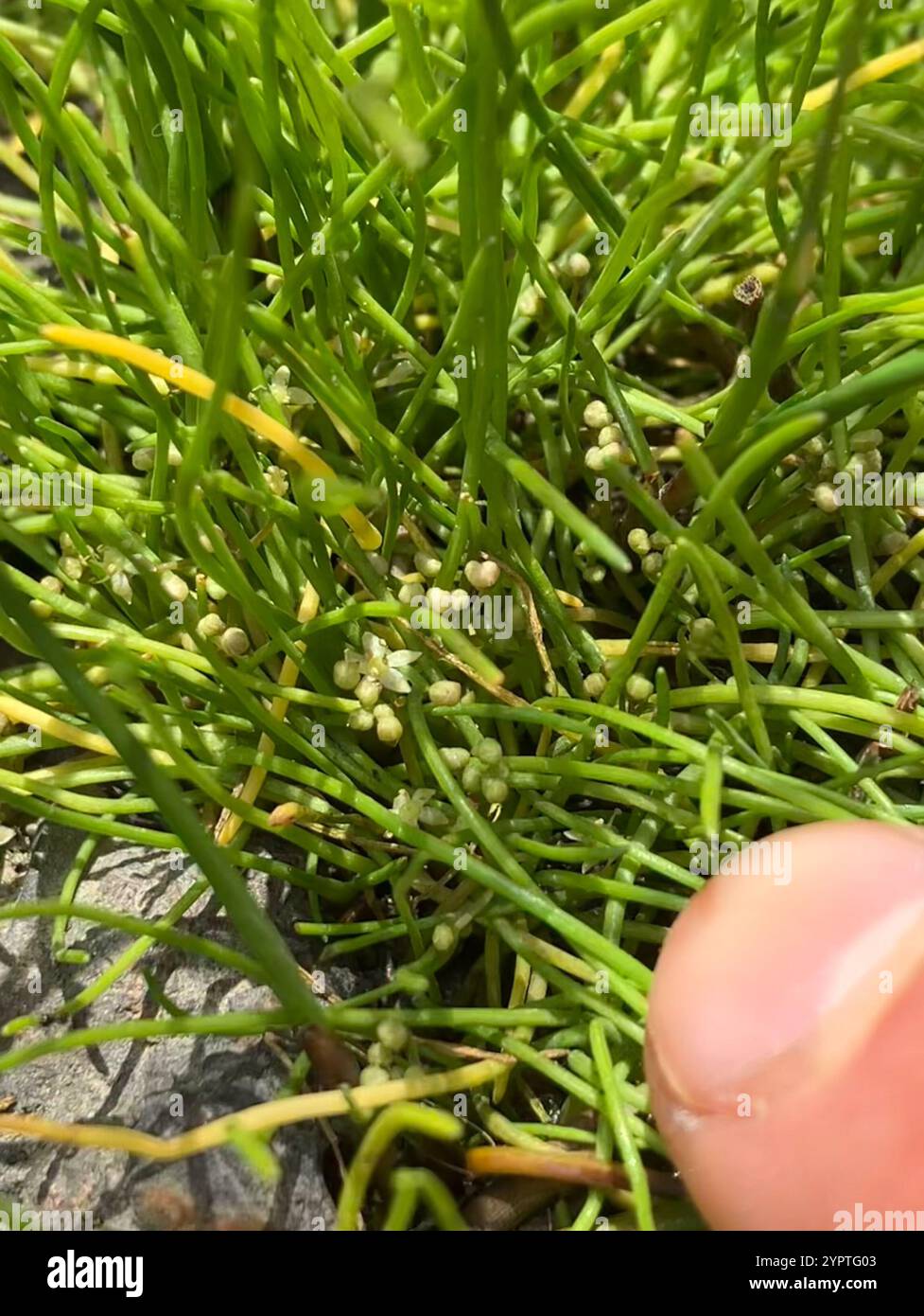 Lilaeopsis hi-res stock photography and images - Alamy