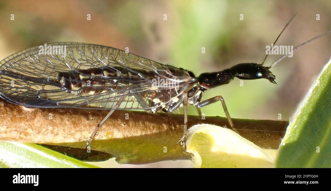 oak snakefly (Phaeostigma notata Stock Photo - Alamy