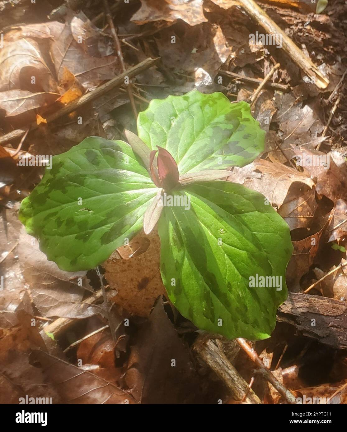 toadshade (Trillium sessile Stock Photo - Alamy