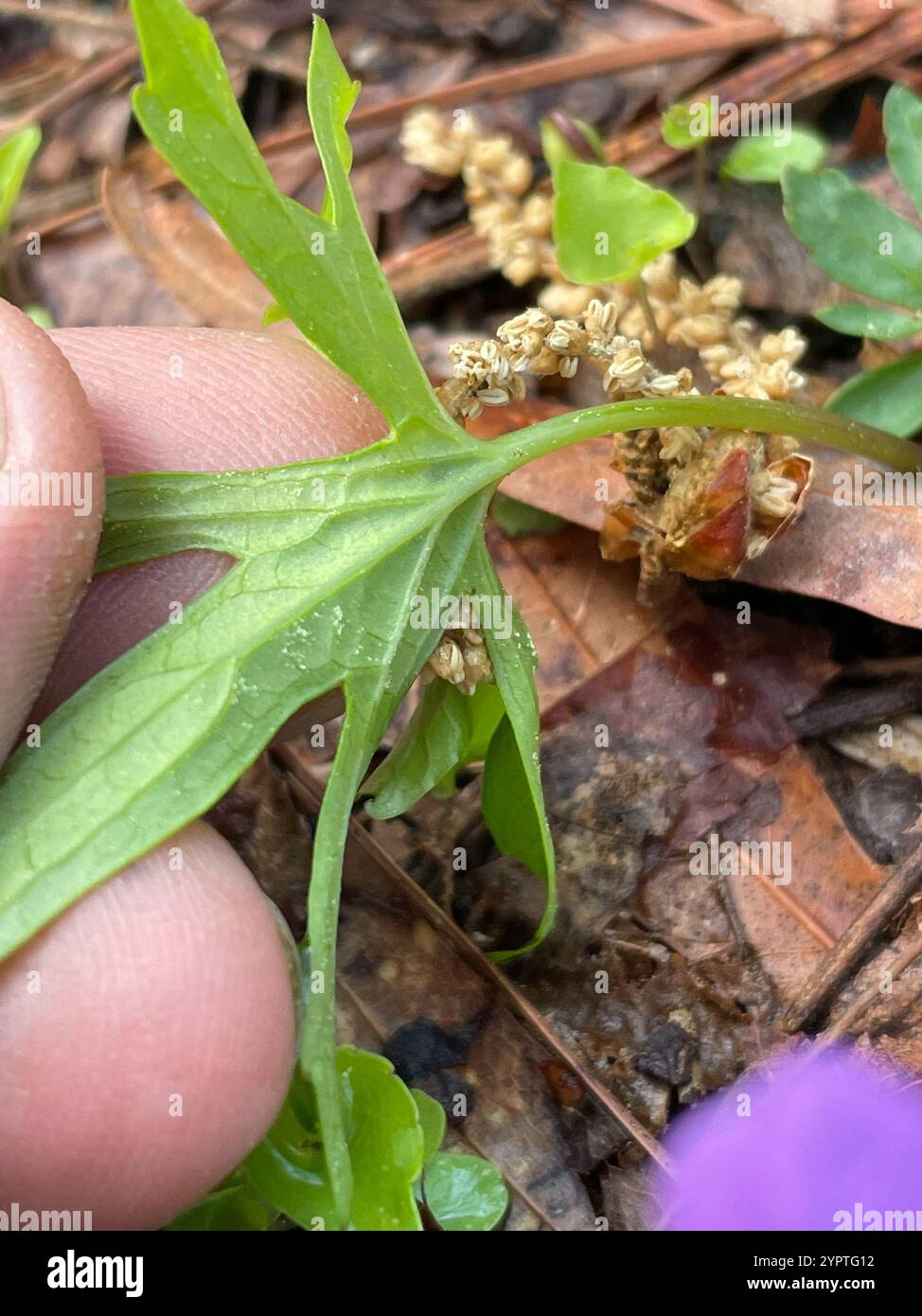 three-lobed violet (Viola palmata Stock Photo - Alamy