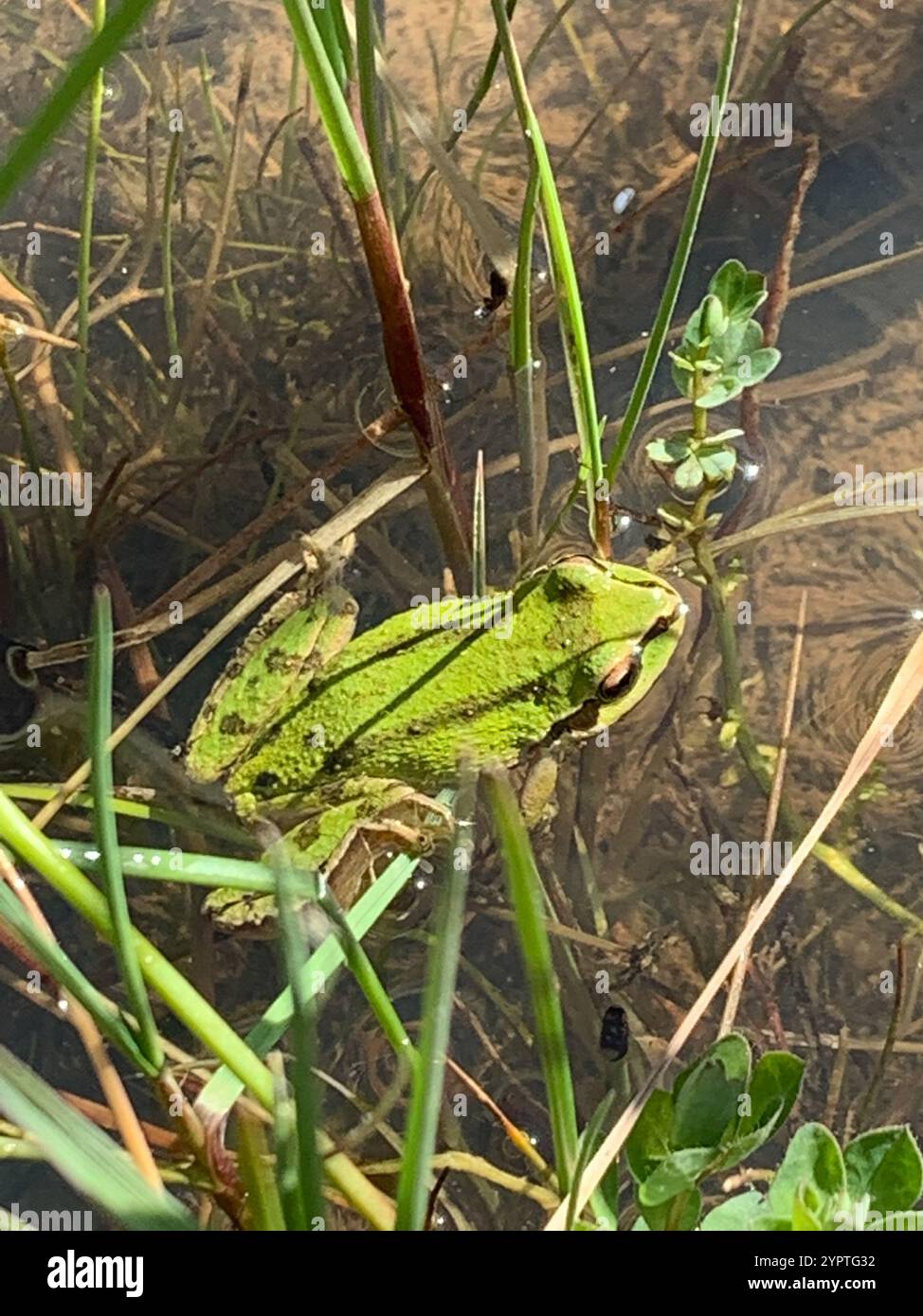 Pacific chorus frog (Pseudacris regilla Stock Photo - Alamy
