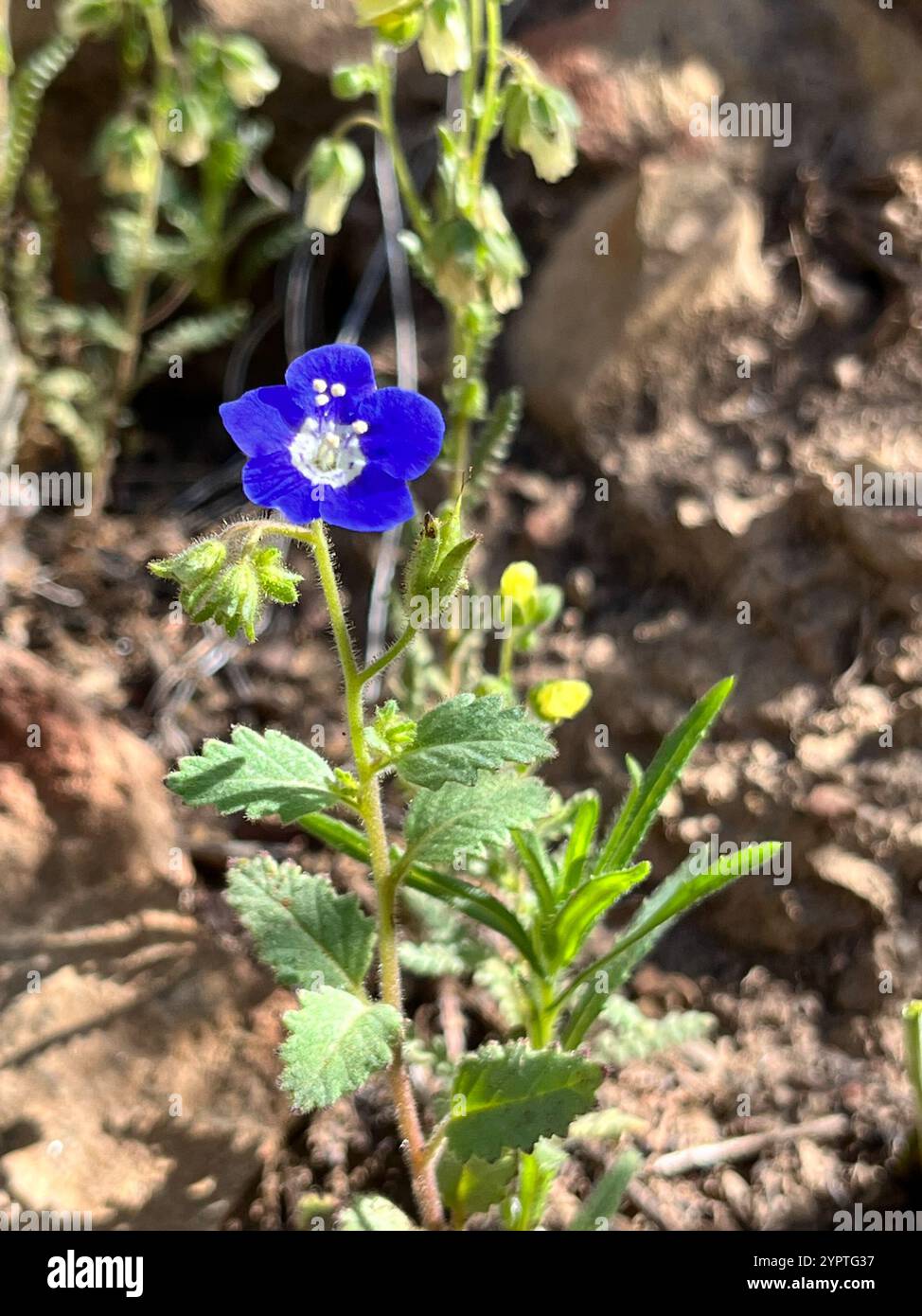 Sticky Phacelia (Phacelia viscida Stock Photo - Alamy