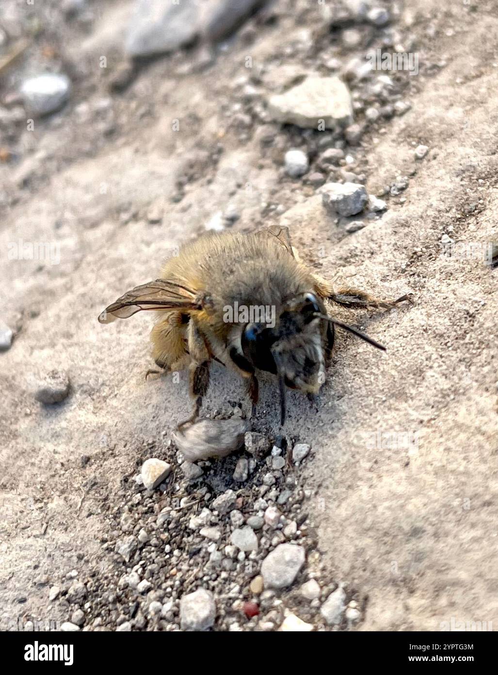 Common Digger Bees (Anthophora Stock Photo - Alamy