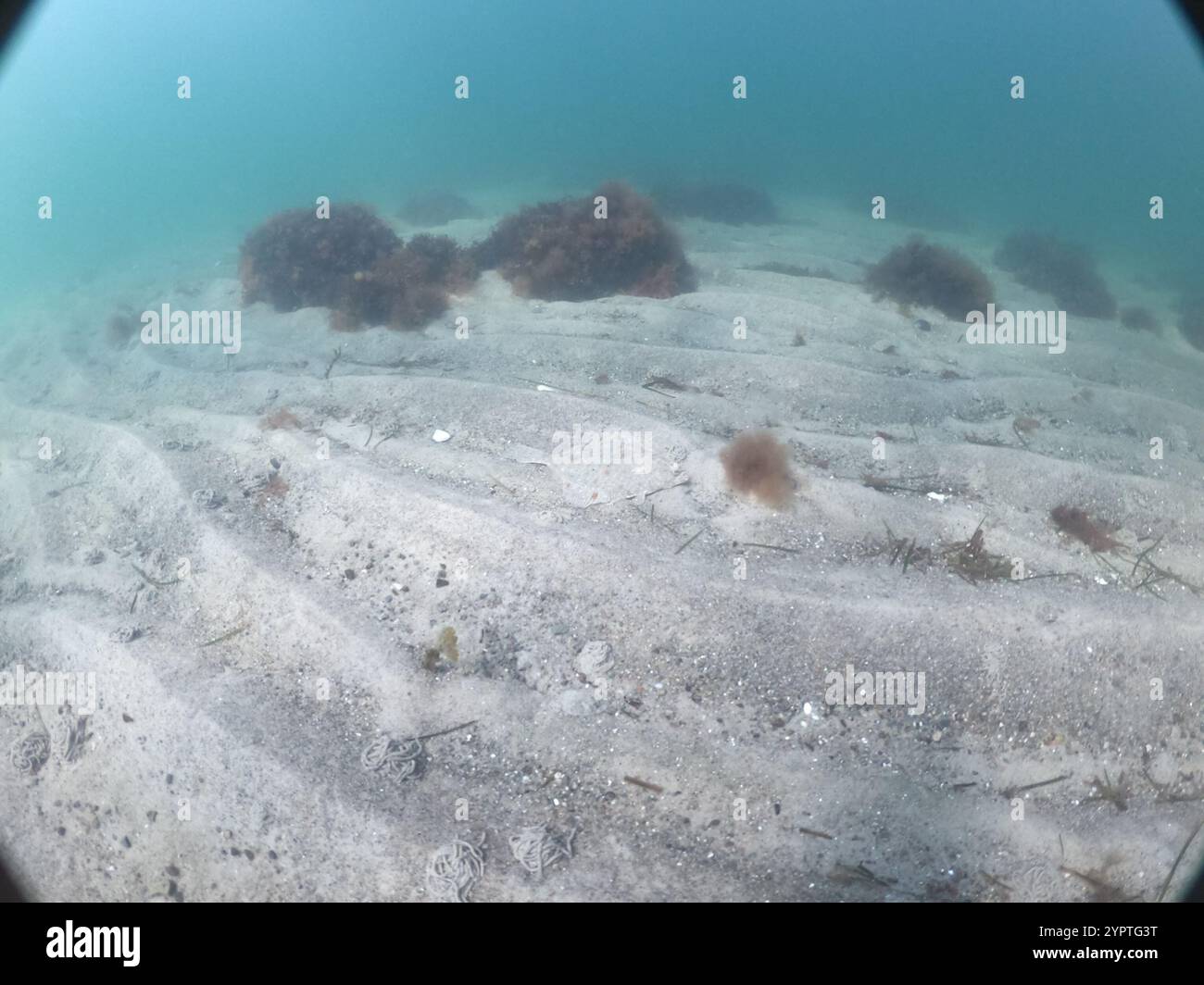 European Flounder (Platichthys flesus Stock Photo - Alamy