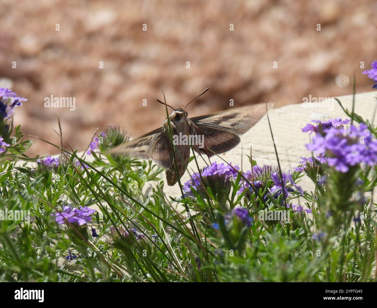 White-lined Sphinx (Hyles lineata Stock Photo - Alamy