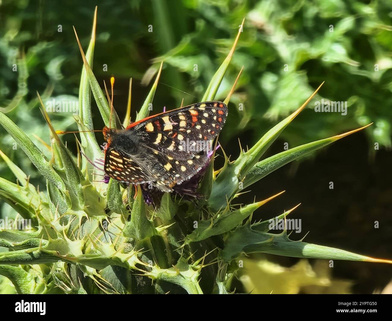 Variable Checkerspot (Euphydryas chalcedona Stock Photo - Alamy