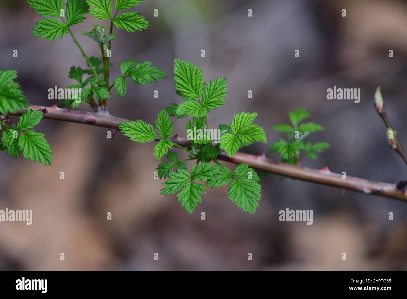 whitebark raspberry (Rubus leucodermis Stock Photo - Alamy