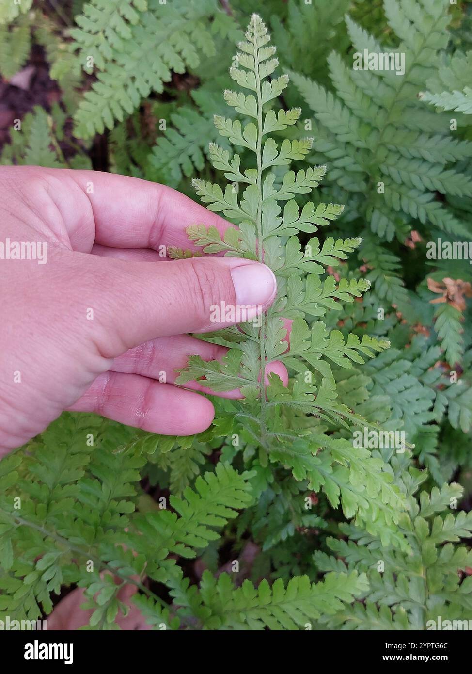 rigid lace fern (Microlepia setosa Stock Photo - Alamy