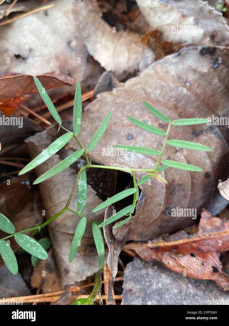 Vicia minutiflora hi-res stock photography and images - Alamy