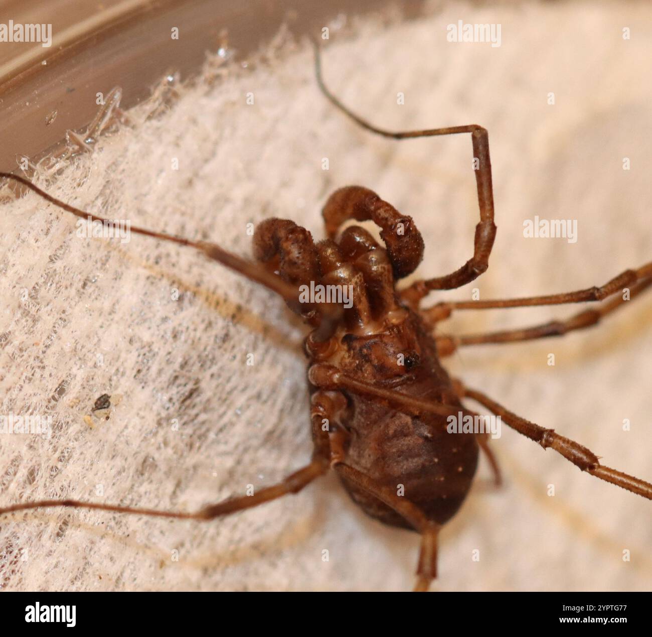 Protolophus hi-res stock photography and images - Alamy