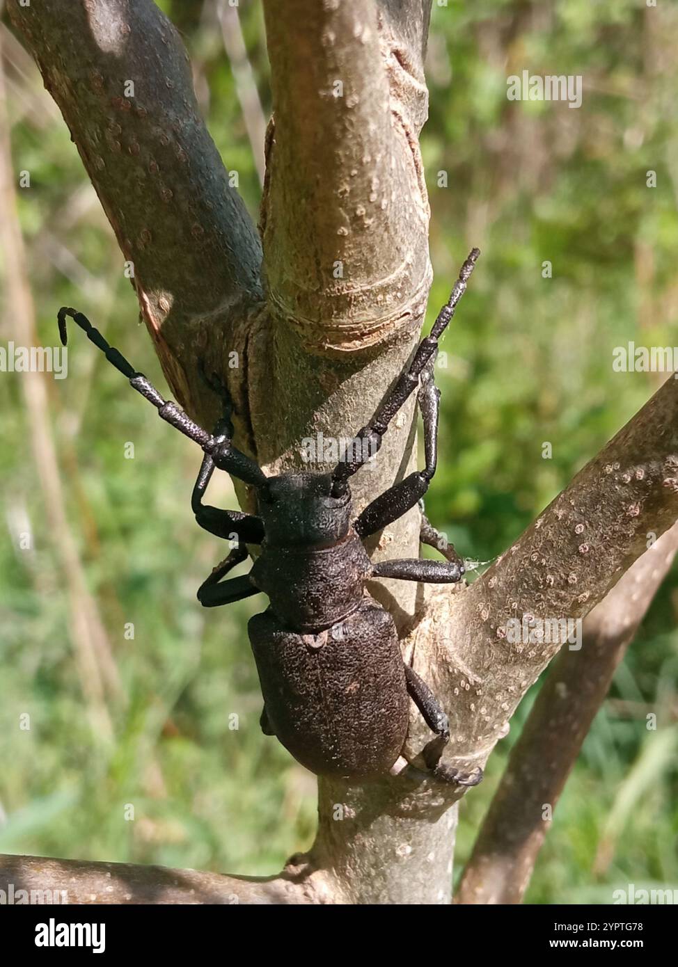 Weaver beetle (Lamia textor Stock Photo - Alamy