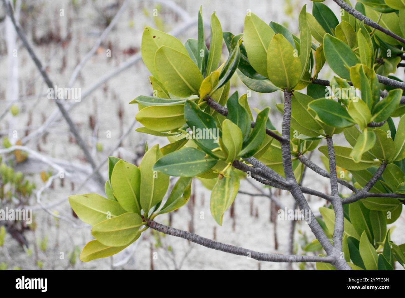 red mangrove (Rhizophora mangle Stock Photo - Alamy