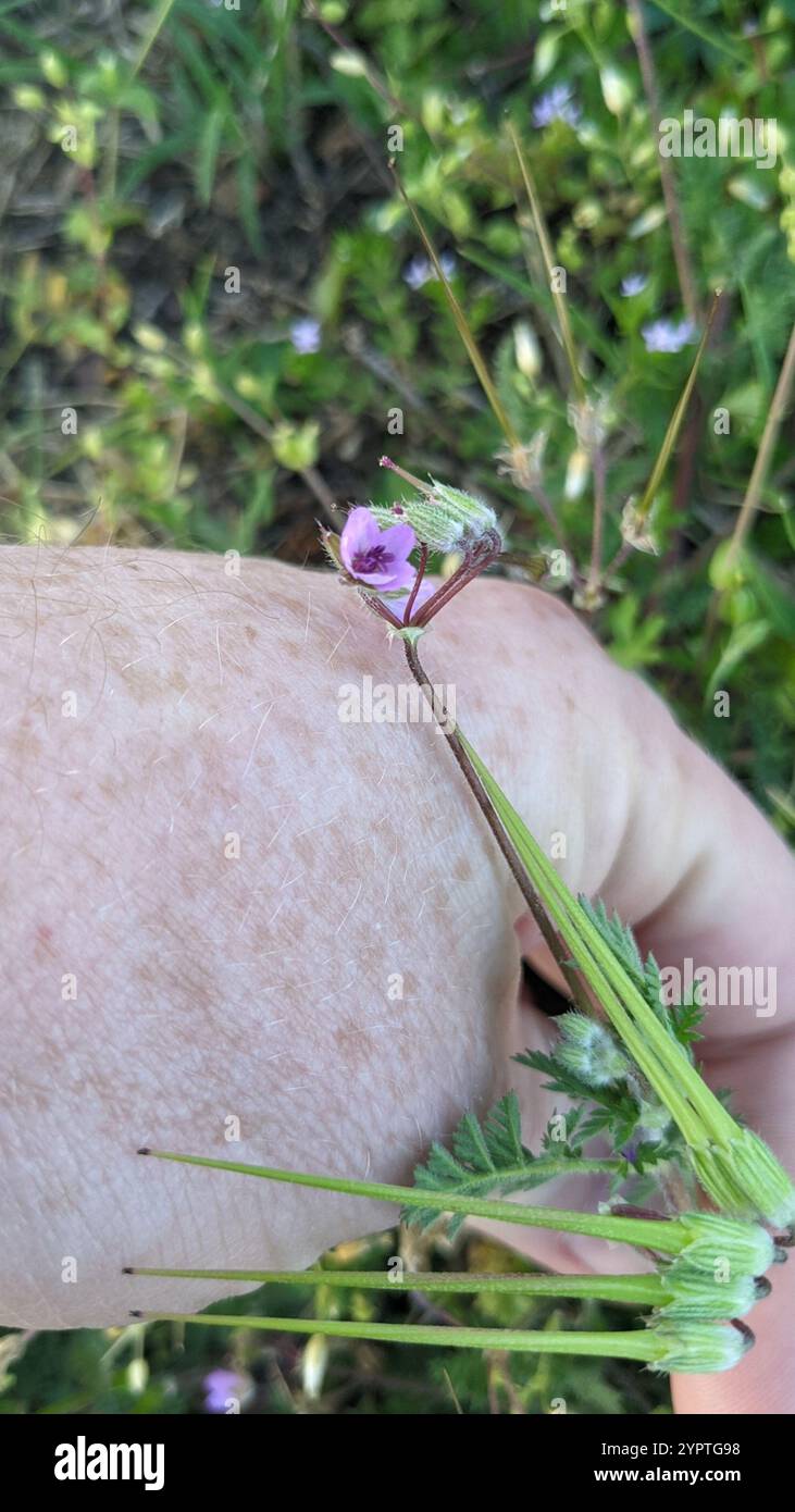 Redstem Stork's-bill (Erodium cicutarium Stock Photo - Alamy