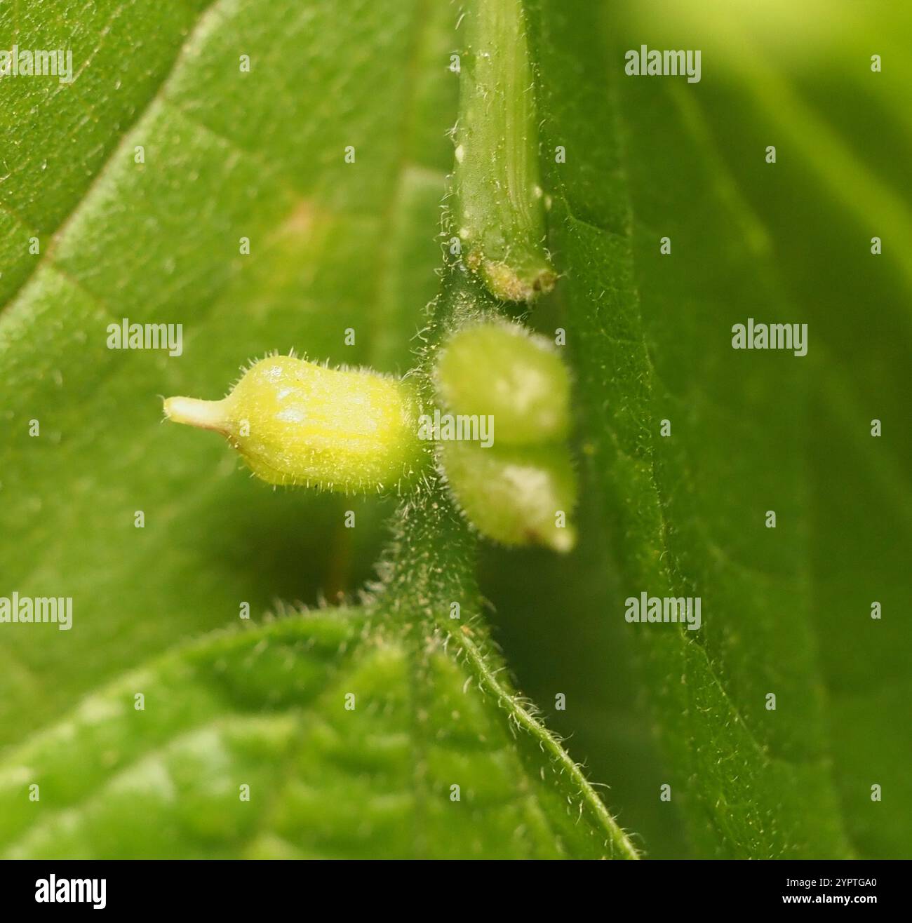 Hackberry Columnar Stem Gall Midge (Celticecis ramicola Stock Photo - Alamy