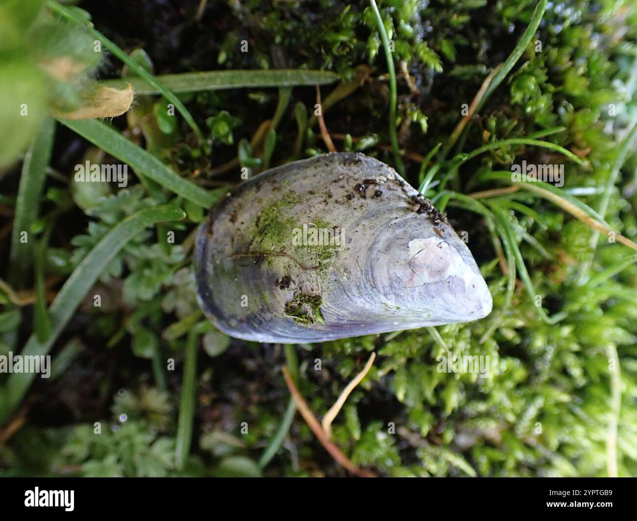Blue Mussel Complex (Mytilus edulis Stock Photo - Alamy