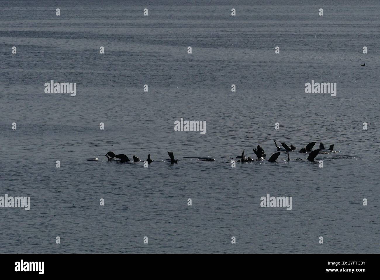 Eared Seals (Otariidae Stock Photo - Alamy