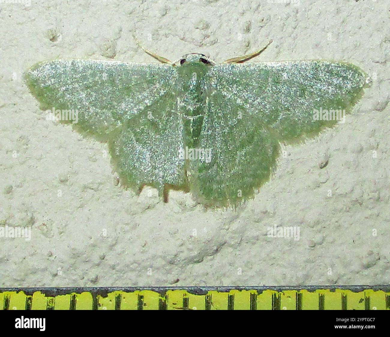 Geometer Moths (Geometridae Stock Photo - Alamy