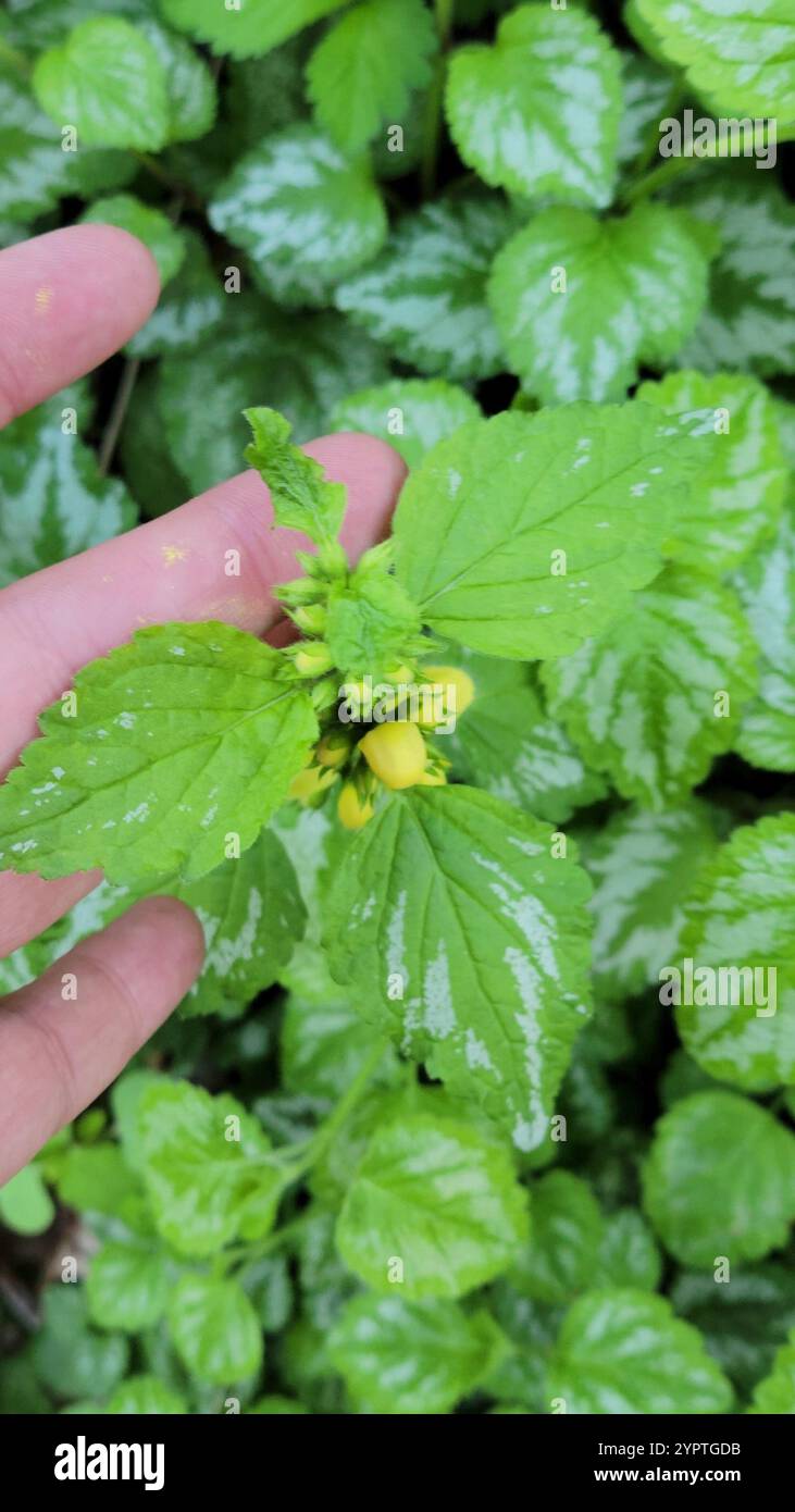 Variegated Yellow Archangel (Lamium galeobdolon argentatum Stock Photo ...