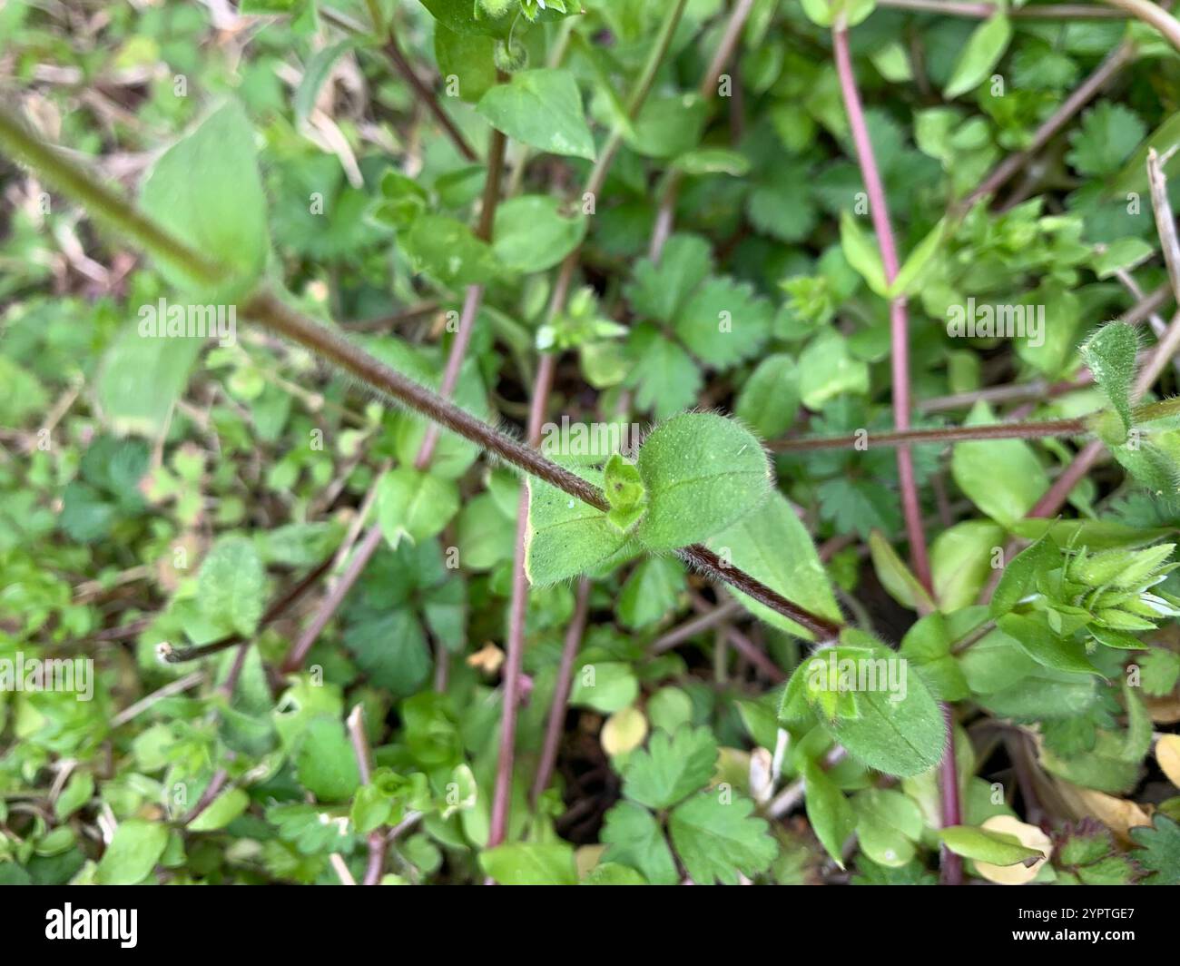 Sticky mouse-ear chickweed (Cerastium glomeratum Stock Photo - Alamy