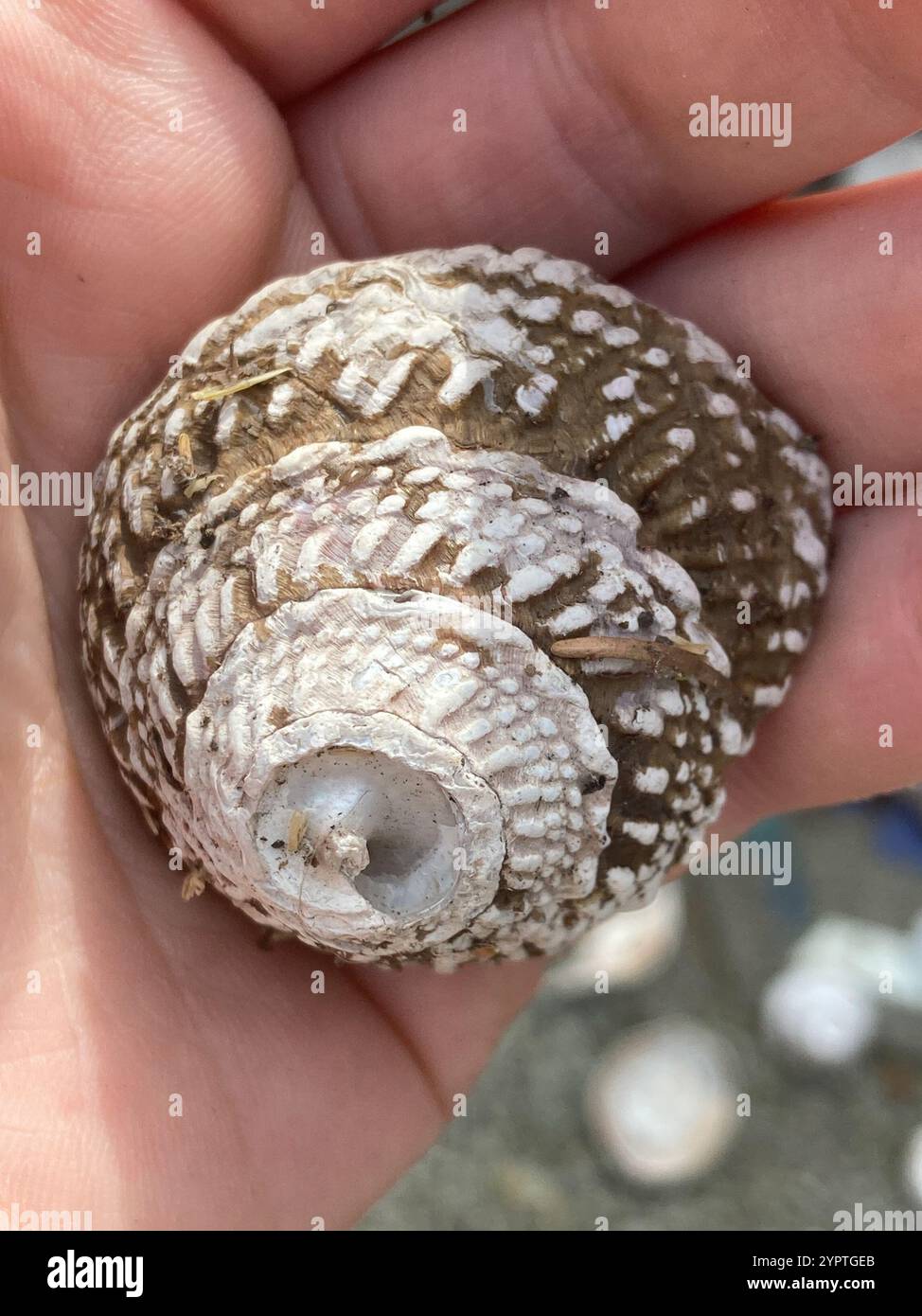 Pomaulax gibberosus hi-res stock photography and images - Alamy
