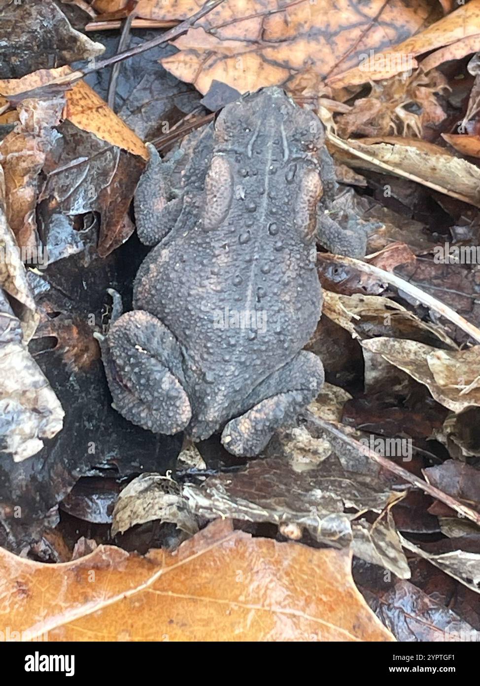 Dwarf American Toad (Anaxyrus americanus charlesmithi Stock Photo - Alamy