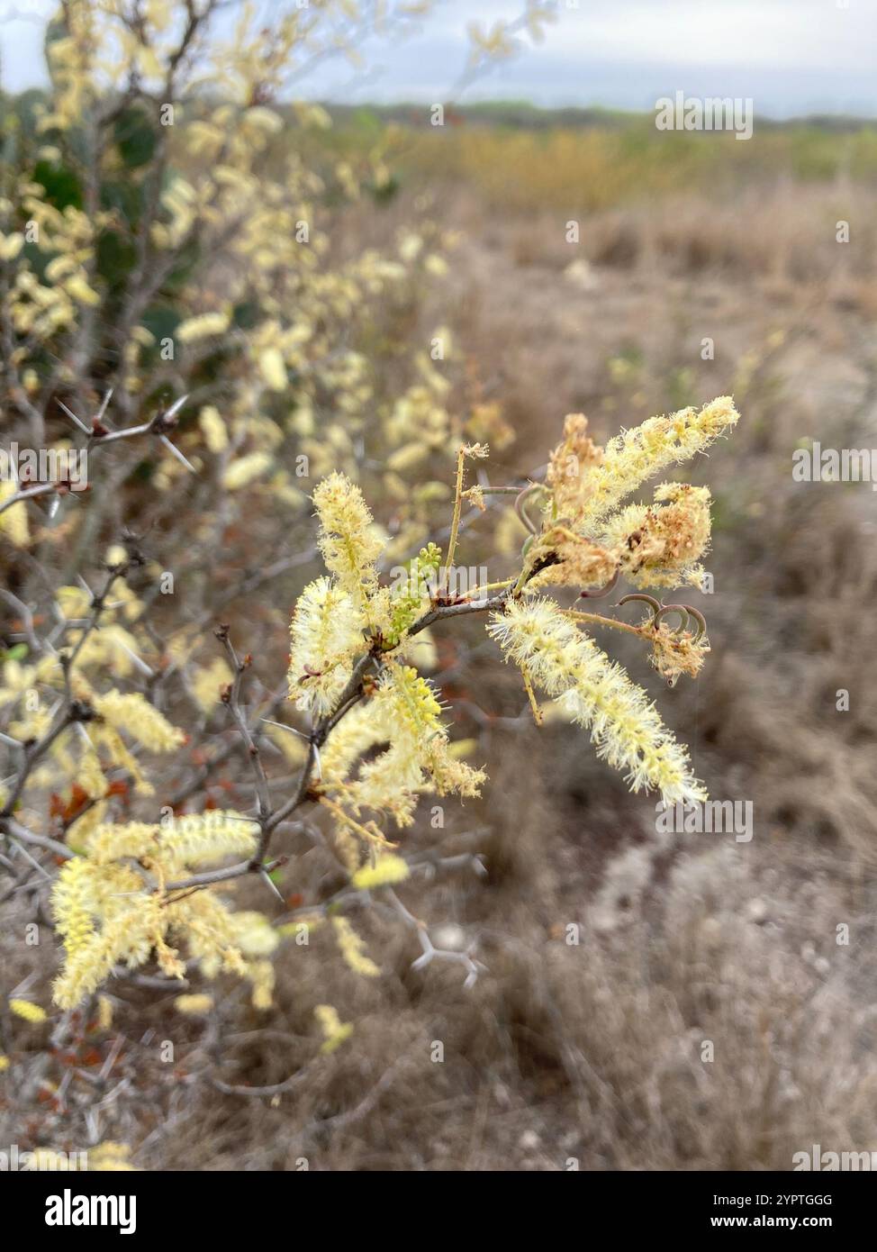 Blackbrush Acacia (Vachellia rigidula Stock Photo - Alamy