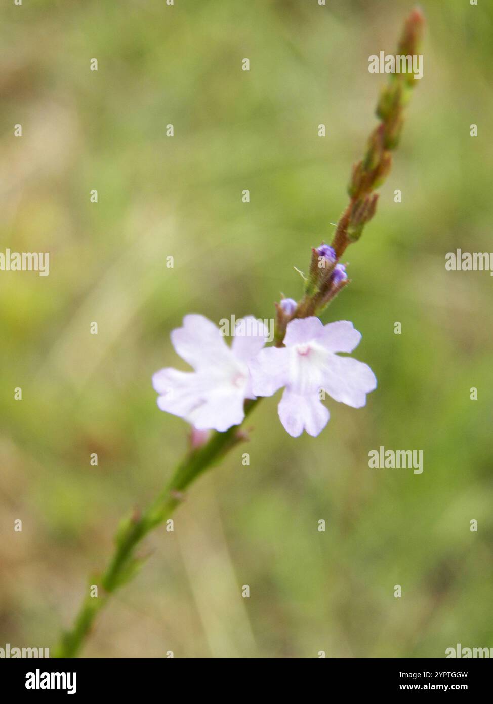 Texas vervain hi-res stock photography and images - Alamy