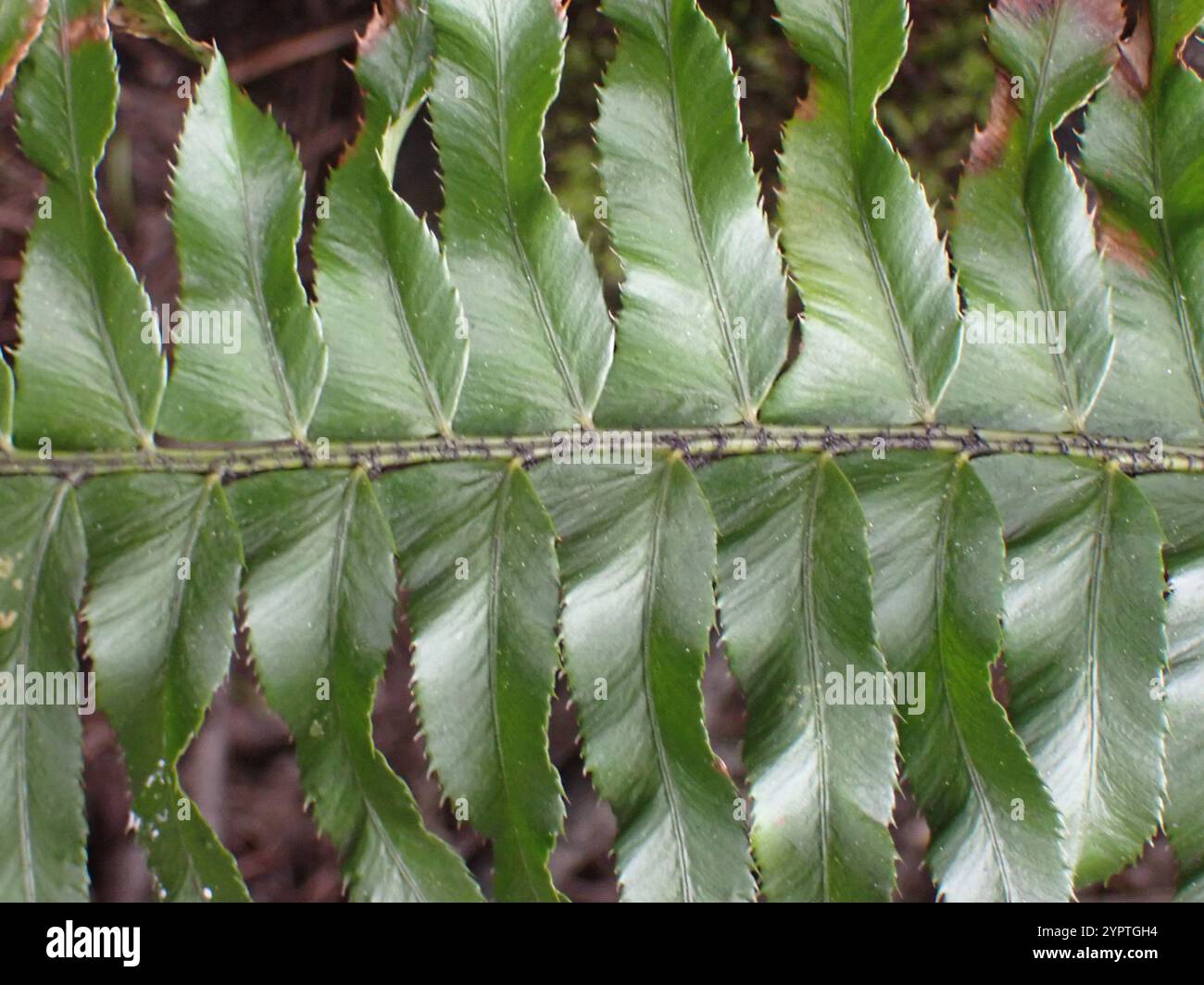western sword fern (Polystichum munitum Stock Photo - Alamy