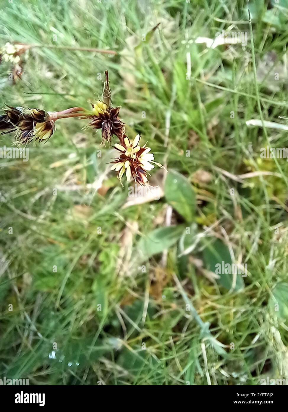 Field woodrush (Luzula campestris Stock Photo - Alamy