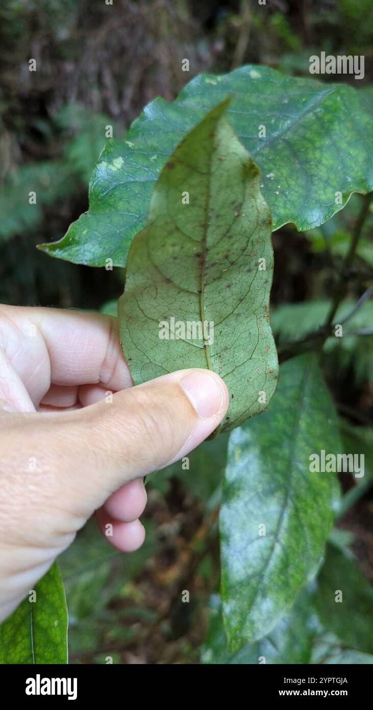 Kanono (Coprosma grandifolia Stock Photo - Alamy