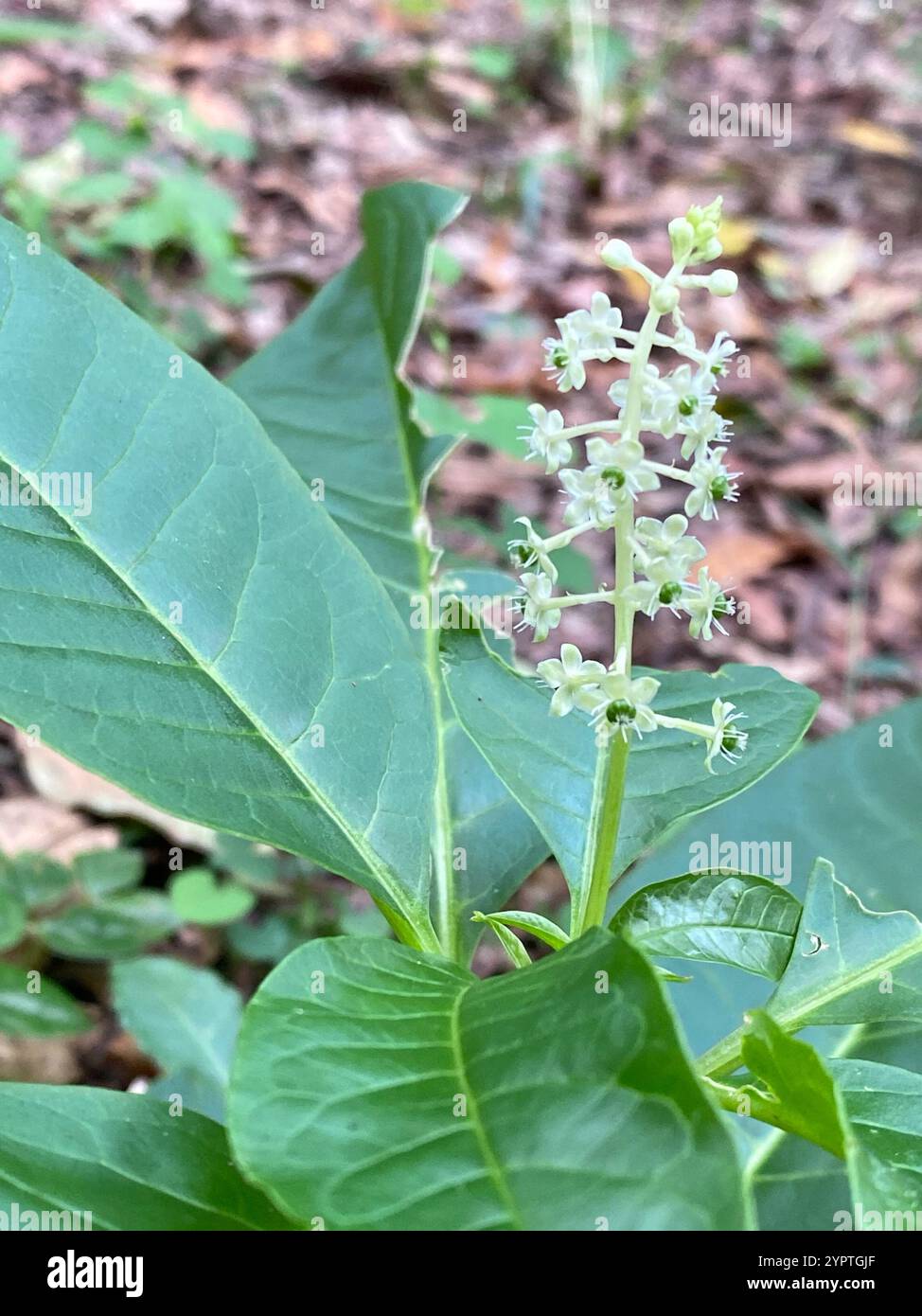 American pokeweed (Phytolacca americana Stock Photo - Alamy