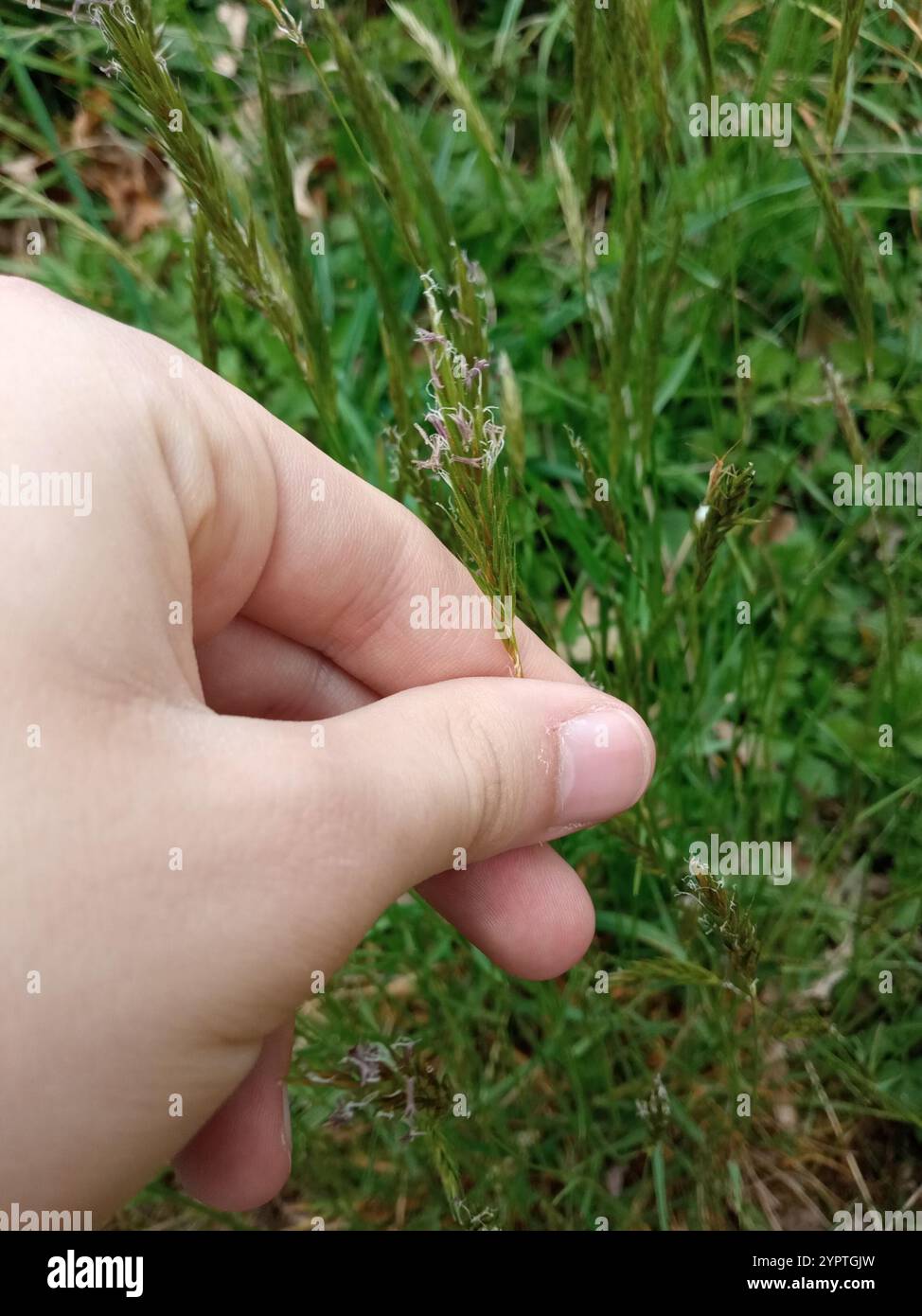 sweet vernal grass (Anthoxanthum odoratum Stock Photo - Alamy