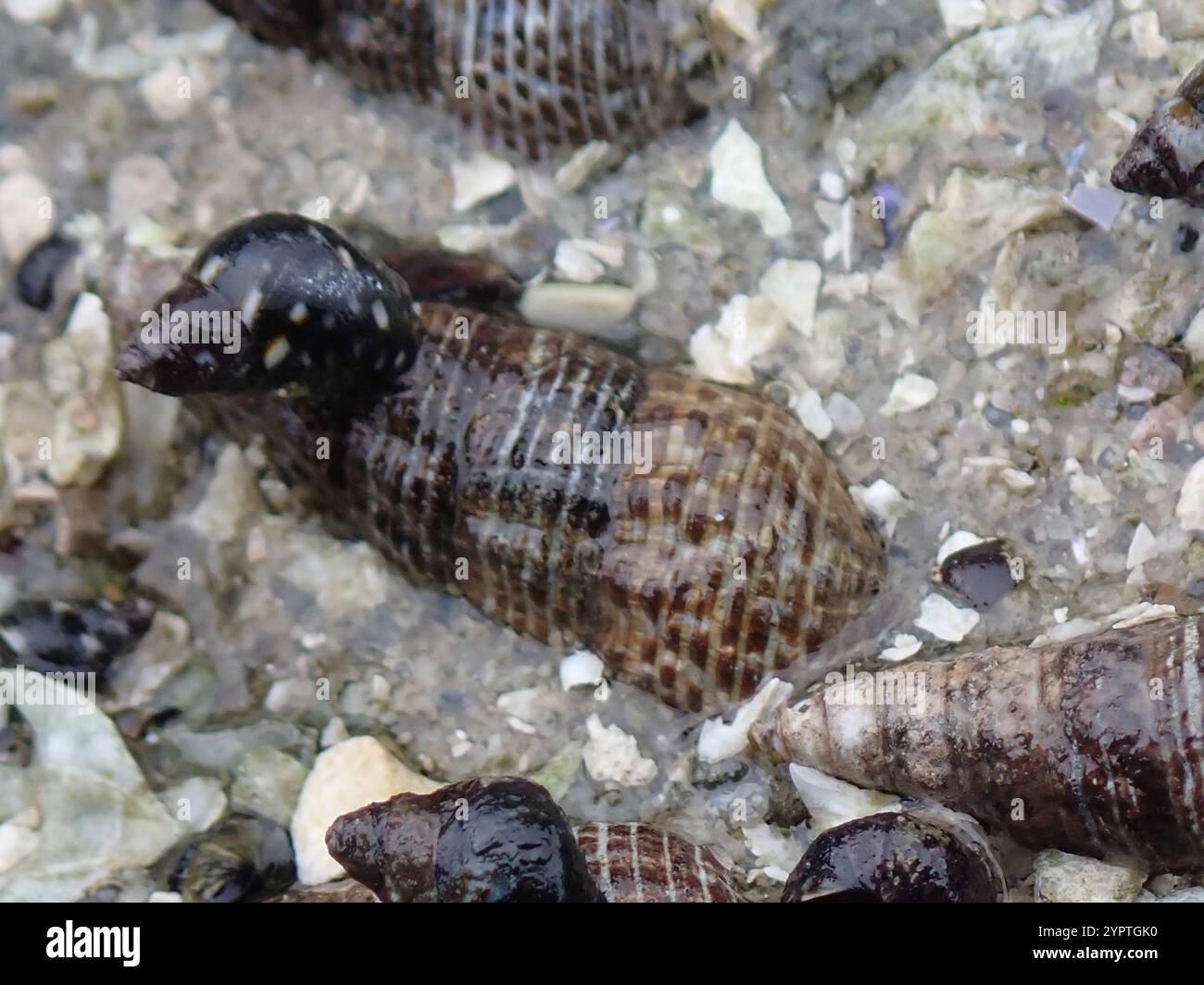 Littorina scutulata hi-res stock photography and images - Alamy