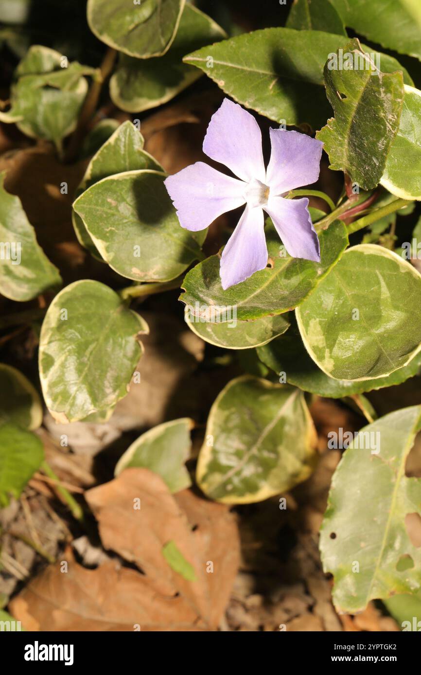 greater periwinkle (Vinca major Stock Photo - Alamy