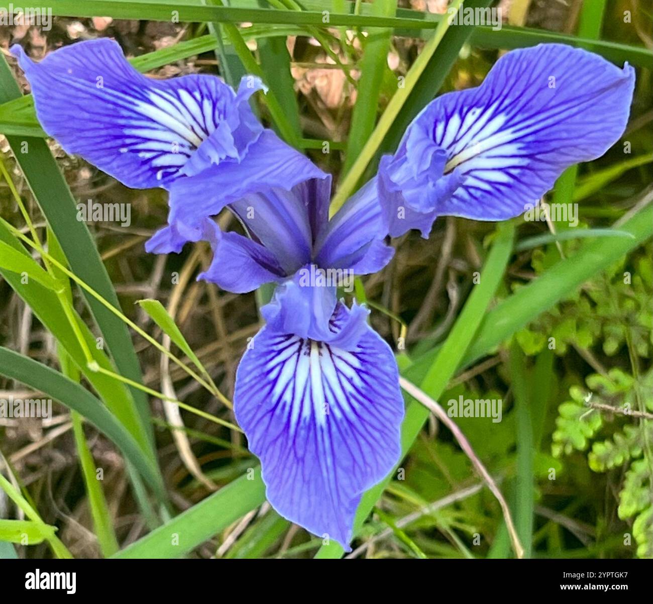 Douglas iris (Iris douglasiana Stock Photo - Alamy