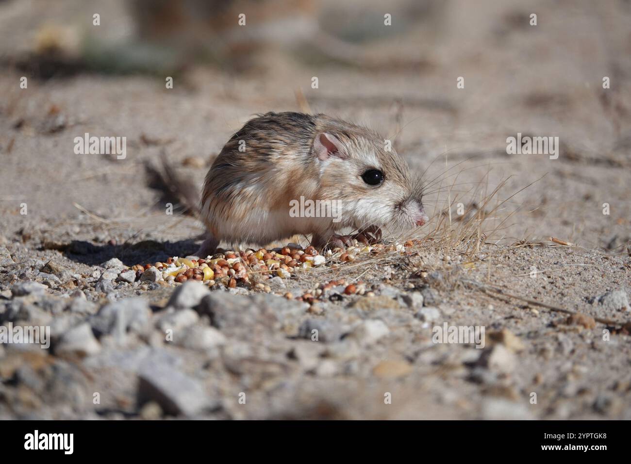 Kangaroo Rats (Dipodomys Stock Photo - Alamy