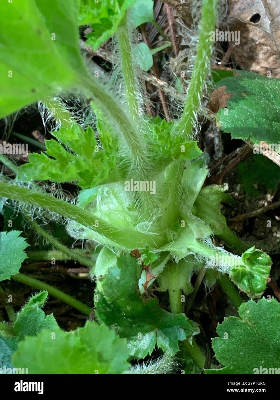 crevice alumroot (Heuchera micrantha Stock Photo - Alamy
