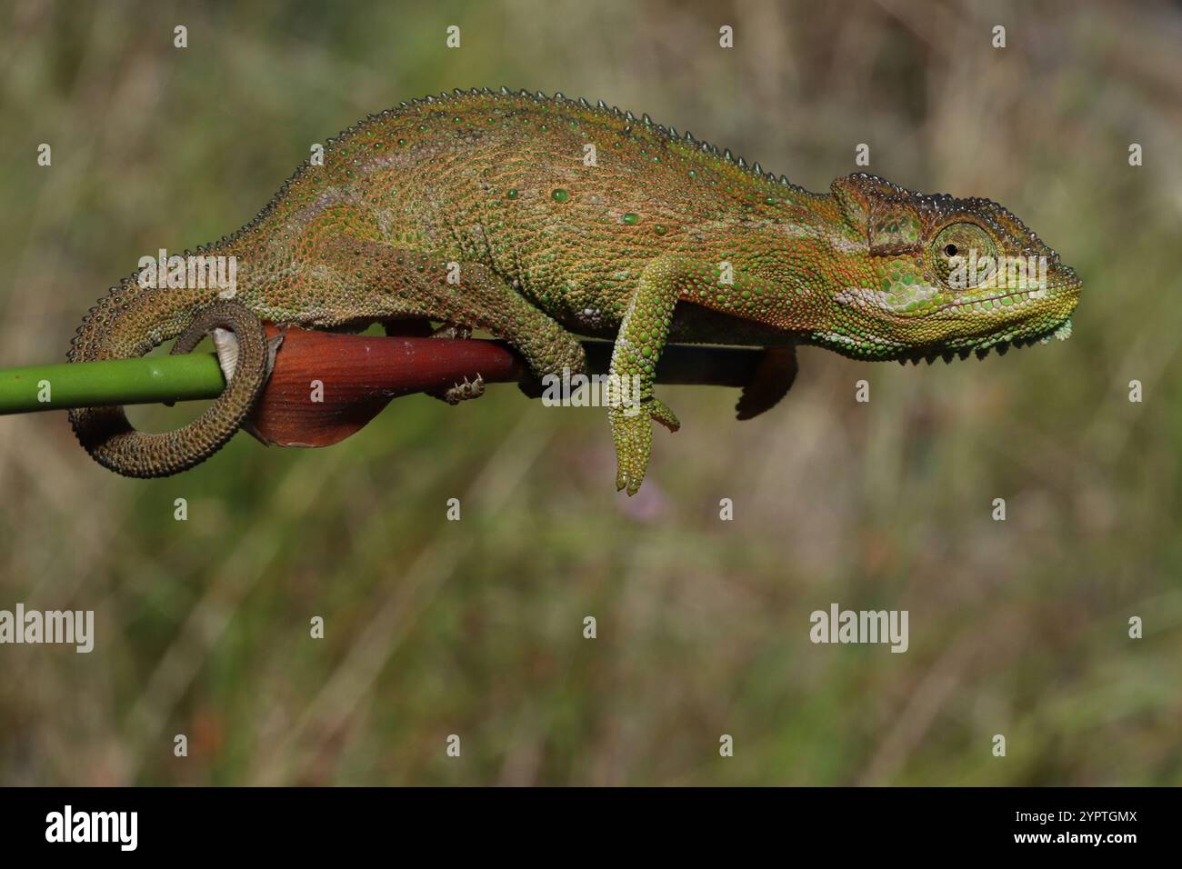 Cape Dwarf Chameleon (Bradypodion pumilum Stock Photo - Alamy