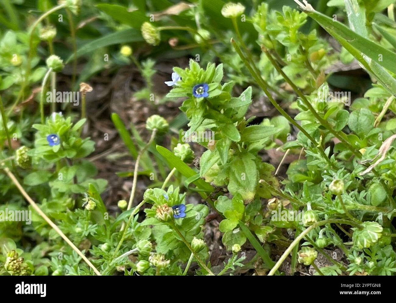 corn speedwell (Veronica arvensis Stock Photo - Alamy