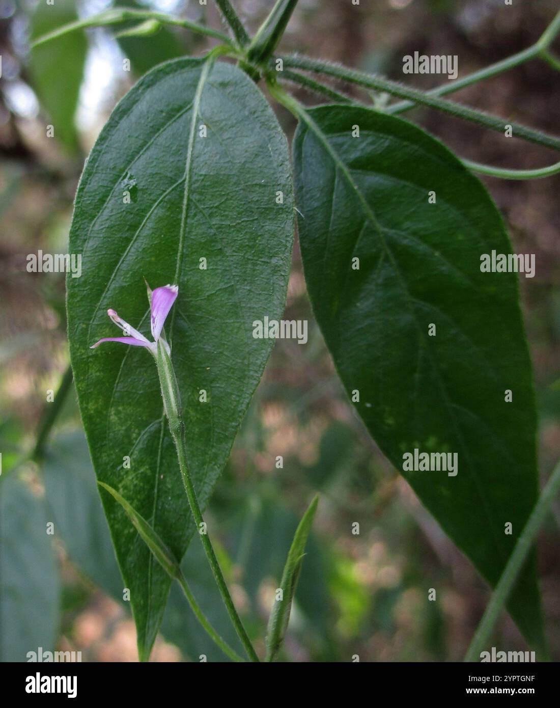 Panicled Foldwing (Dicliptera paniculata Stock Photo - Alamy