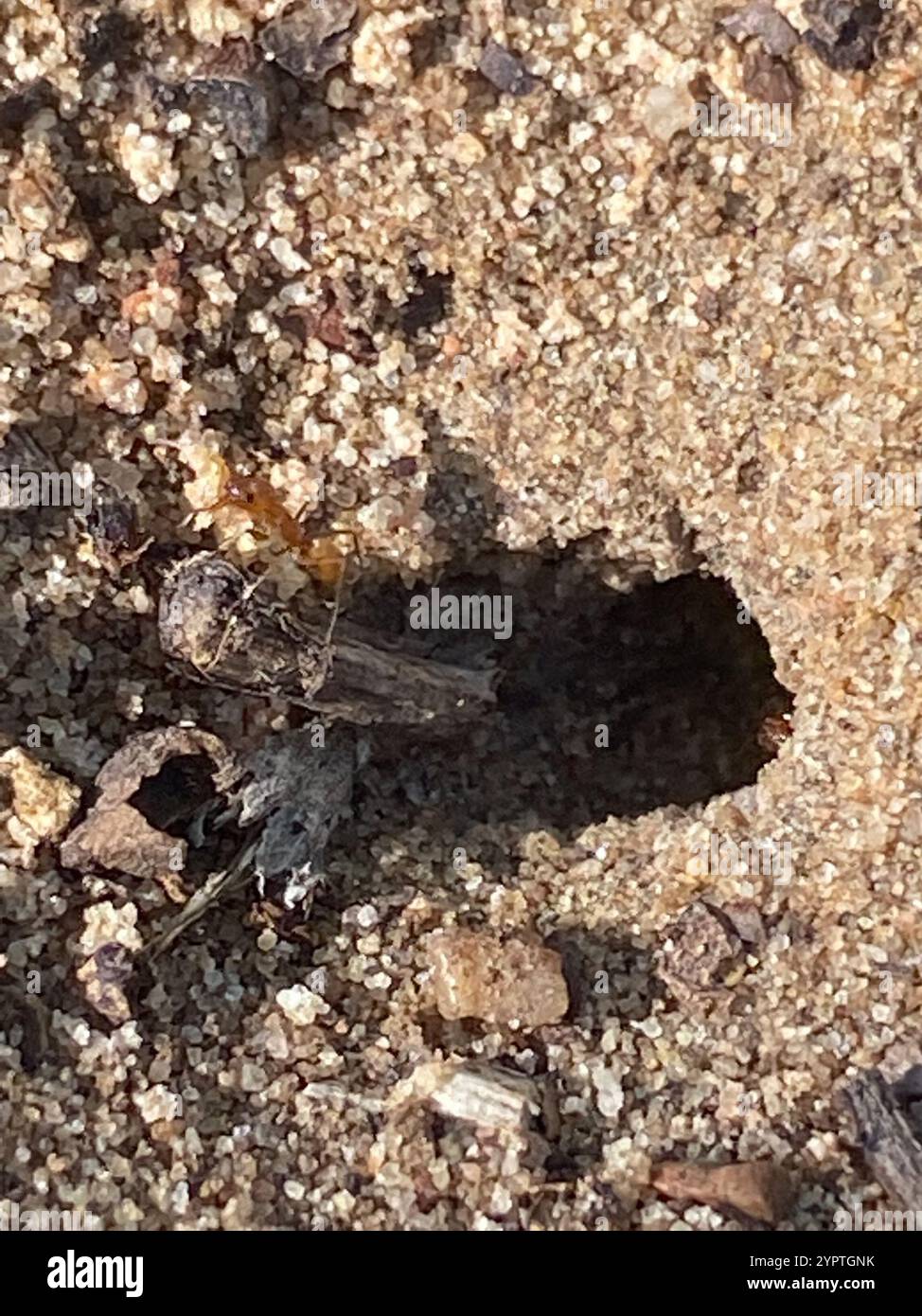 Yellow Pyramid Ant (Dorymyrmex flavus Stock Photo - Alamy