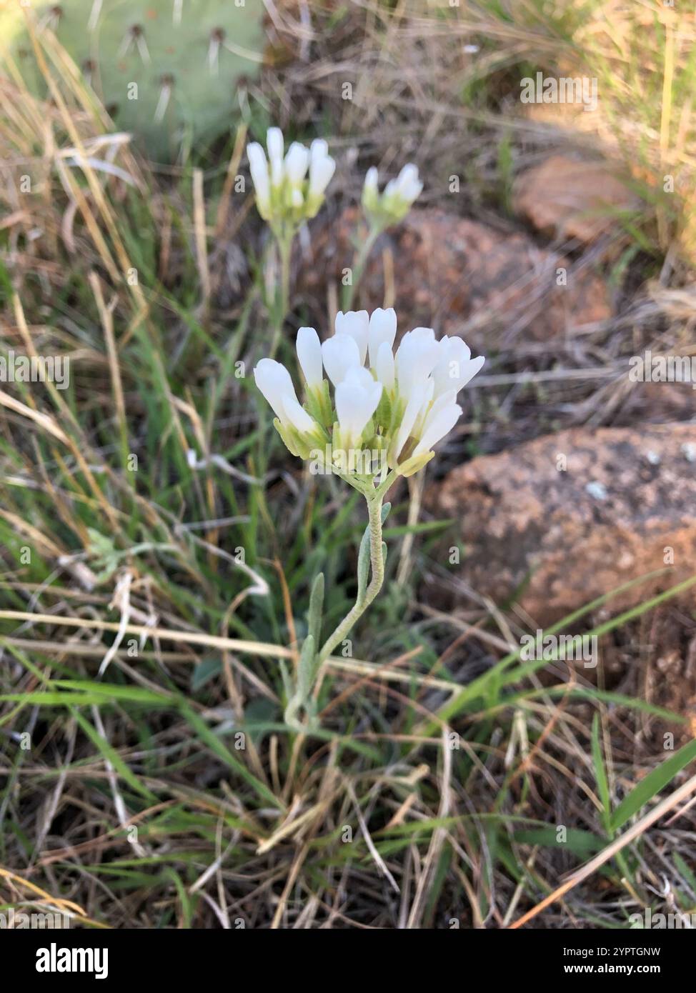 (Physaria ovalifolia alba Stock Photo - Alamy